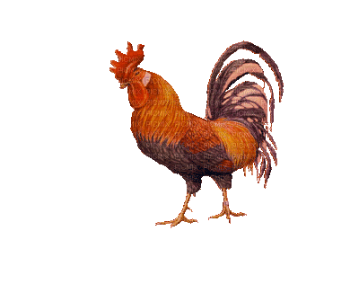 Union des Aviculteurs Vendéens